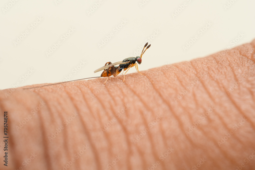 Fig Parasitic Wasp on Human Skin, Satara, Maharashtra Stock Photo ...