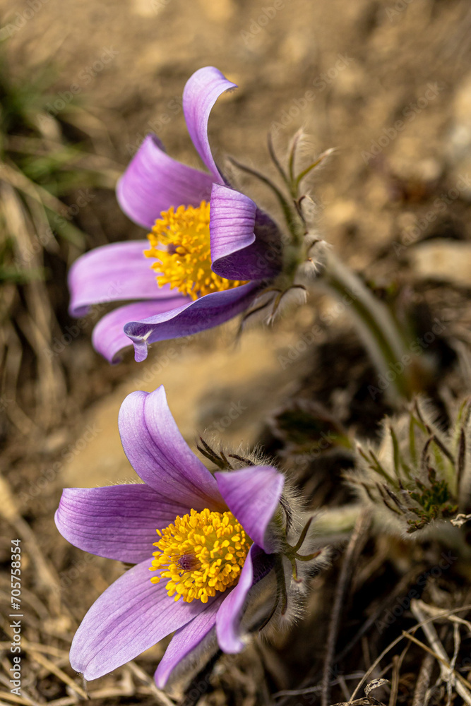Macro of a blooming purple flower of Pulsatilla vulgaris in the grass ...