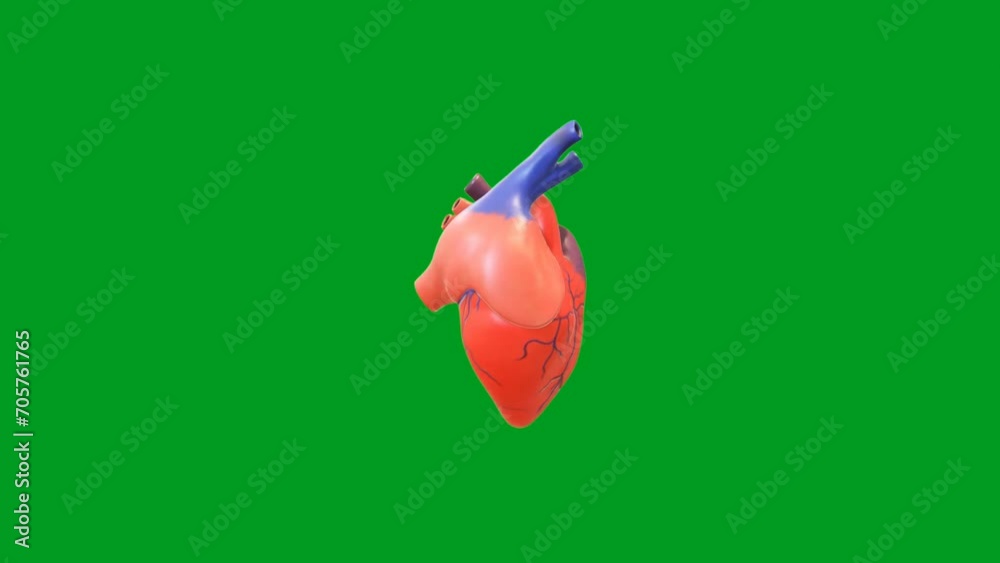 Heart Beating high quality green screen animation video 4k, Easy ...