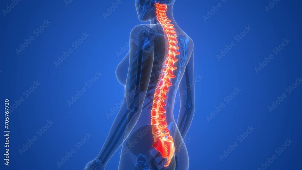 Spinal Cord Vertebral Column of Human Skeleton System Anatomy Animation ...