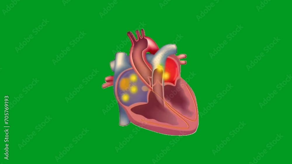 Heart Beating high quality green screen animation video 4k, Easy ...