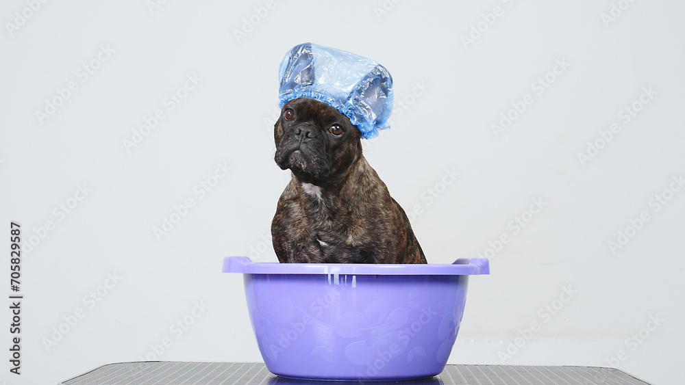 A funny dog of the French bulldog breed takes a bath with foam in a ...