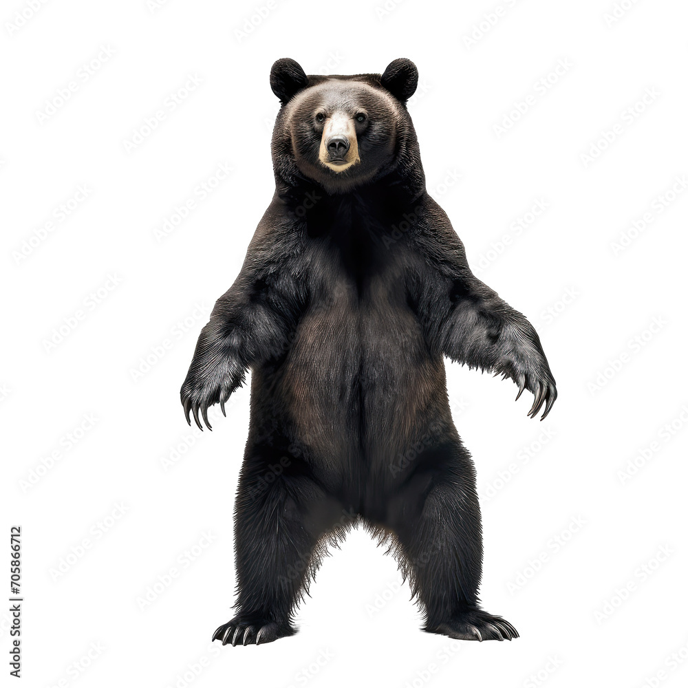 black bear standing on two legs- Dangerous wild predators on ...