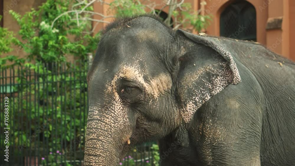 Real Sri Lankan Elephant in the field Traditional Perahara season in ...