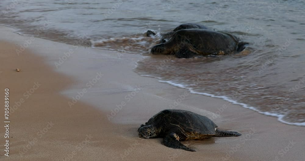 Green Sea Turtles three sandy beach waves Kauai Hawaii. Kauai Poipu ...