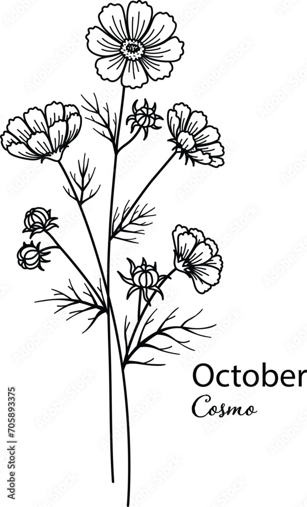 Birth month flower of October is Cosmo flower for printing engraving ...