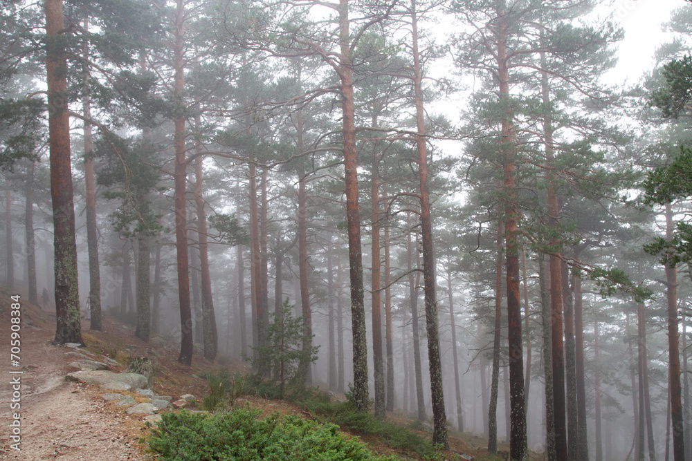 bosque, árbol, naturaleza, árbol, bruma, paisaje, niebla, sol, otoñal ...