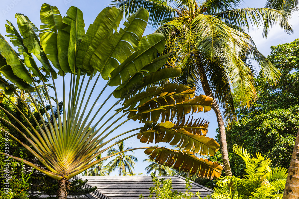 unusual palm of Madagascar (Ravenala madagascariensis) in the Maldives ...