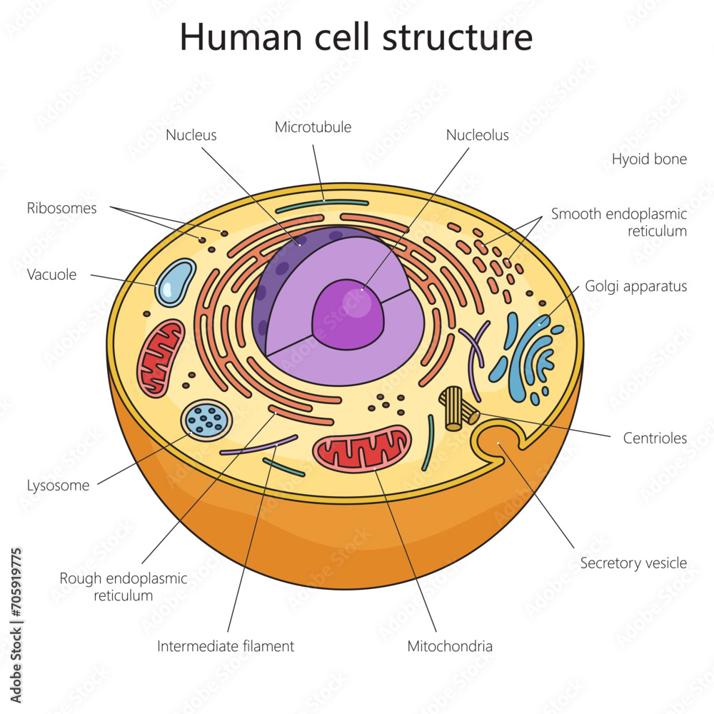 Human Cell Structure Diagram Hand Drawn Schematic Vector Illustration Medical Science