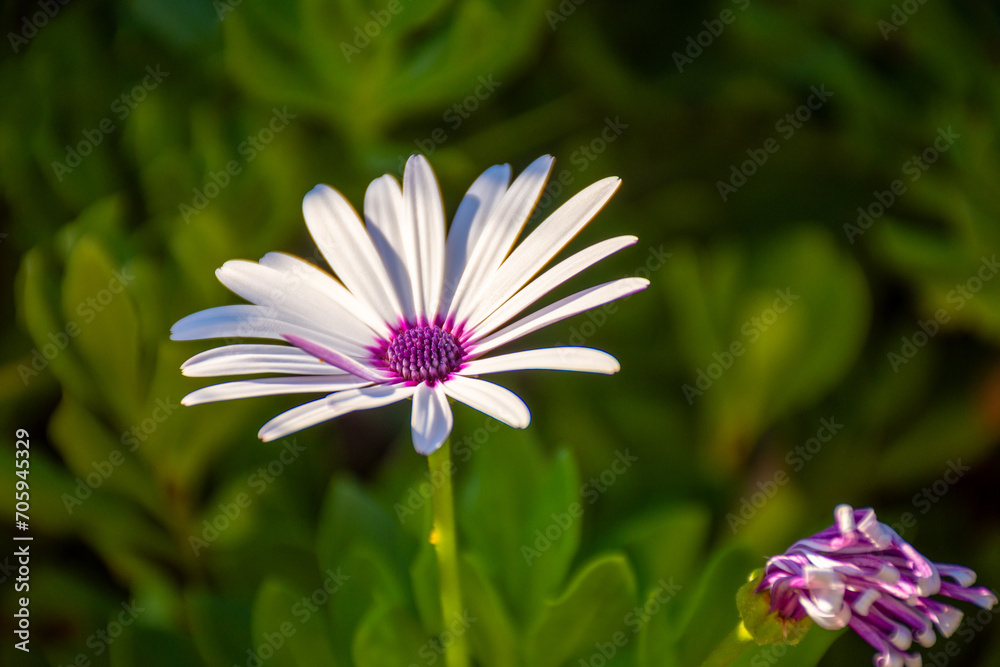 White Osteospermum fruticosum, also called the trailing African daisy ...