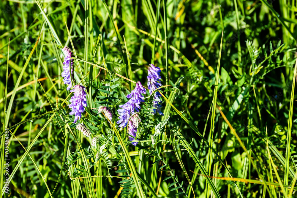 Vicia cracca known as tufted vetch, cow vetch, is a species of ...