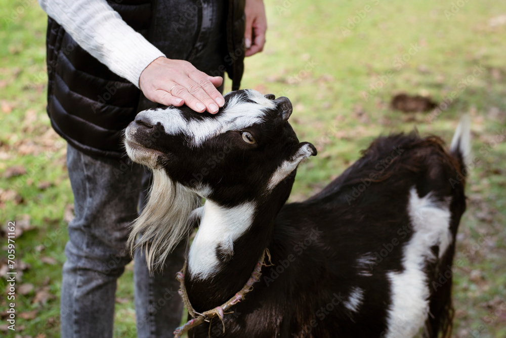 The concept of zootherapy, treatment, prevention of psychological ...