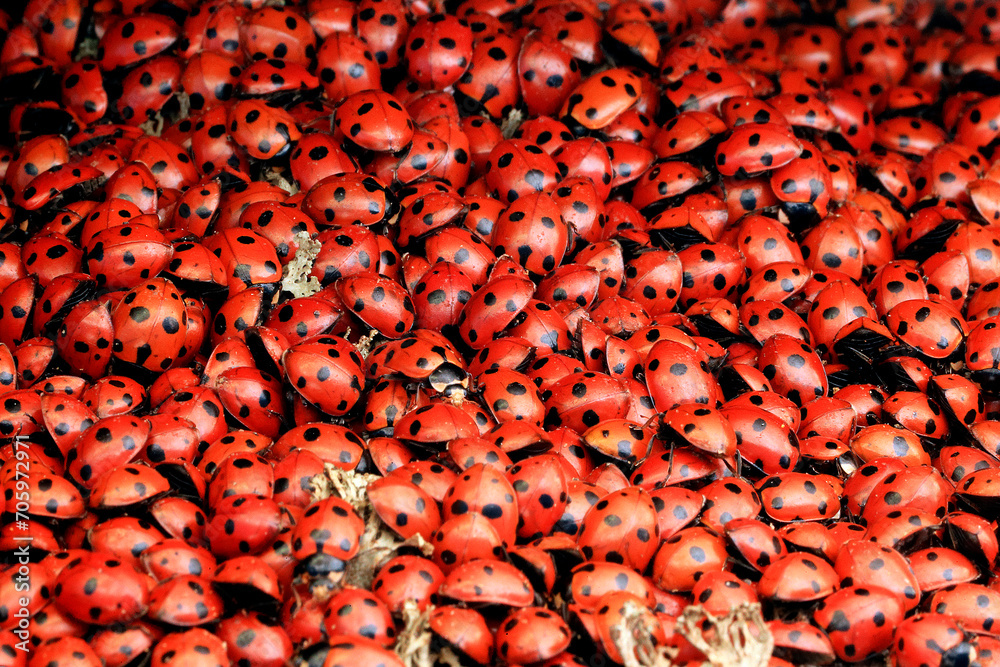 Cluster of seven spots ladybugs gathered densely together Stock Photo ...