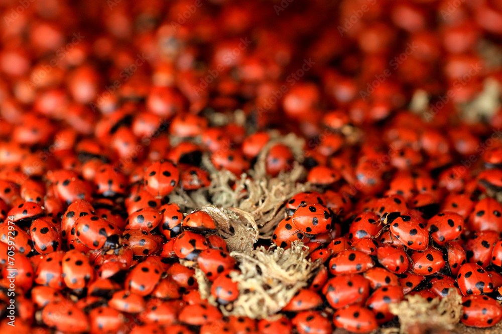 Swarm of seven spots ladybugs in a natural cluster formation Stock-Foto ...