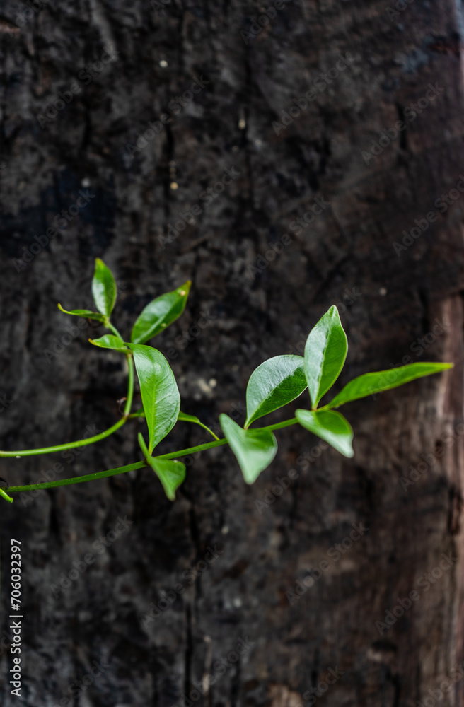 imagen de la pequeña rama de una planta y de fondo una madera rustica ...