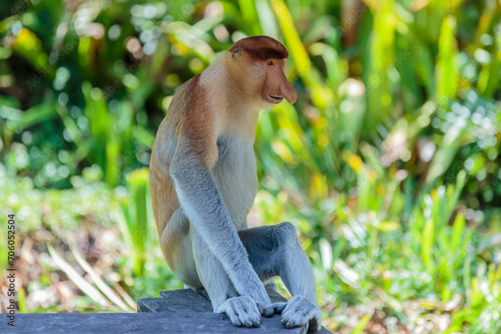 The proboscis monkey (Nasalis larvatus) or long-nosed monkey is a ...