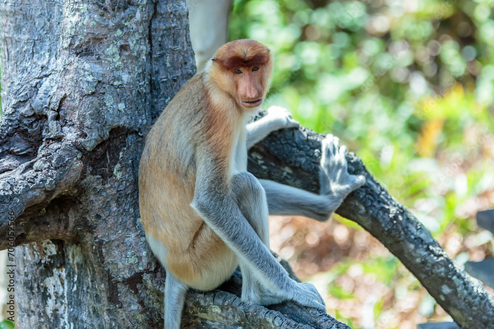 The proboscis monkey (Nasalis larvatus) or long-nosed monkey is a ...