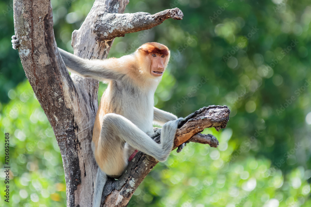 The proboscis monkey (Nasalis larvatus) or long-nosed monkey is a ...