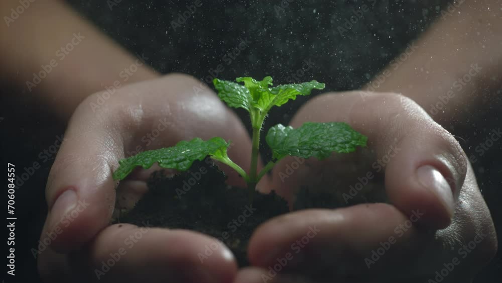 Woman hands holding green seedling. Water drops falling on a sprout ...