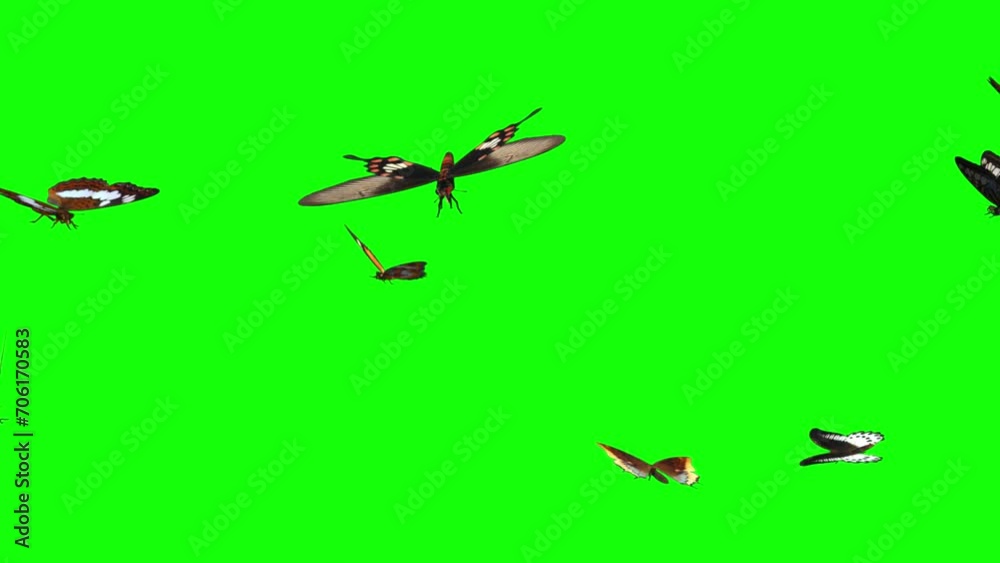 Swarm of Colorful Butterflies - Flying Loop Closeup - I - Realistic ...