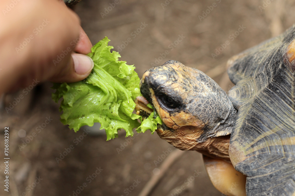 Portrait of radiated tortoise,The radiated tortoise eating flower ...