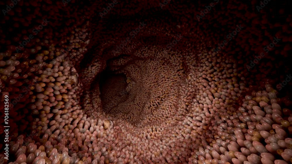intestinal villi, Red microvilli in a intestinal tract. close-up ...