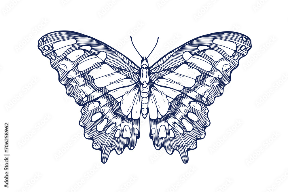 Vintage butterfly drawing in retro style. Black and white engraved ...