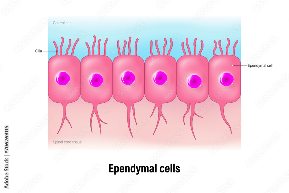 Ependymal cells vector. Ependymocytes. Glial cells (neuroglia). Central ... Ependymal cells vector. Ependymocytes. Glial cells (neuroglia). Central ...