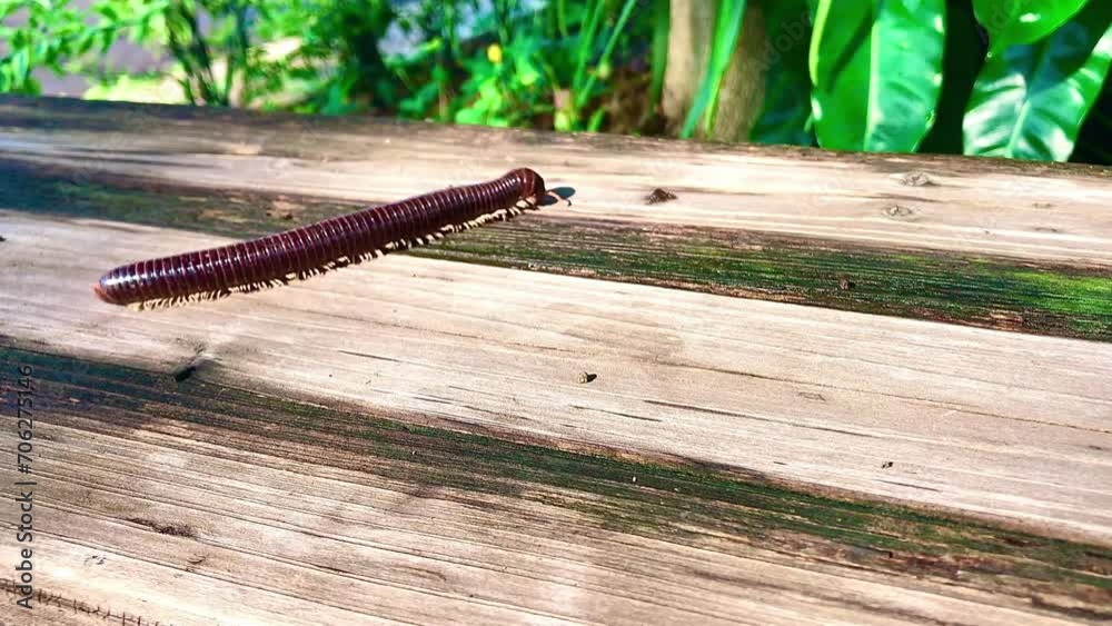 Millipedes or luwing, keluwing are brown and have many legs that move ...