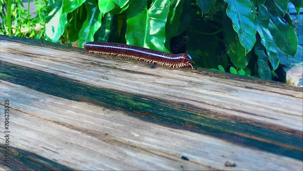 Millipede caterpillars or luwing, keluwing walking on wood. Millipedes ...