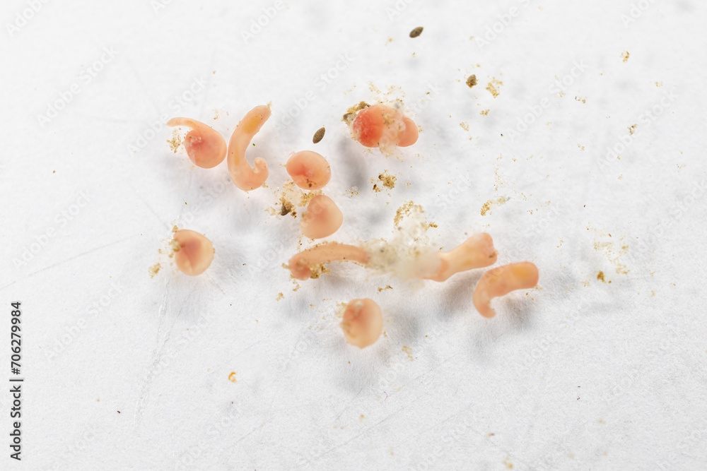 Study of Parasitic helminths (Trematodes) of marine fishes under a ...