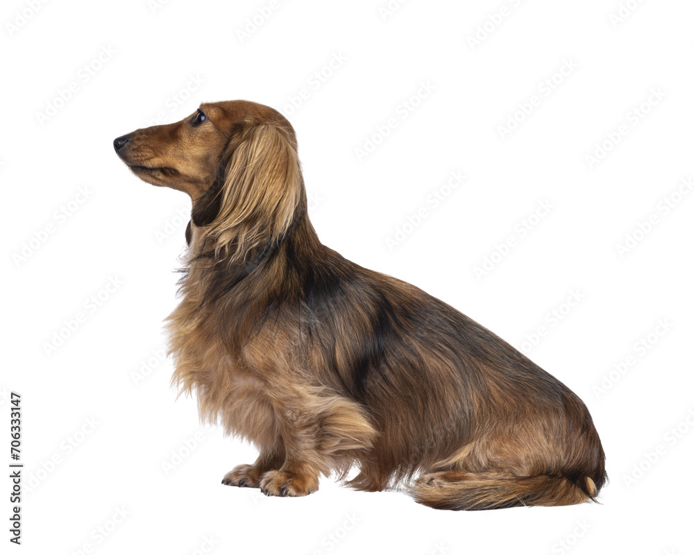 Cute smooth longhaired Dachshund dog aka teckel, sitting up side ways ...