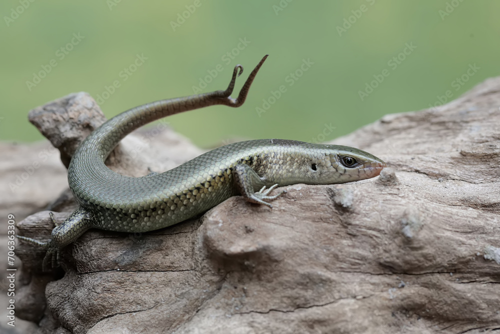 A young sun skink with a forked tail is sunbathing on a dry tree trunk ...