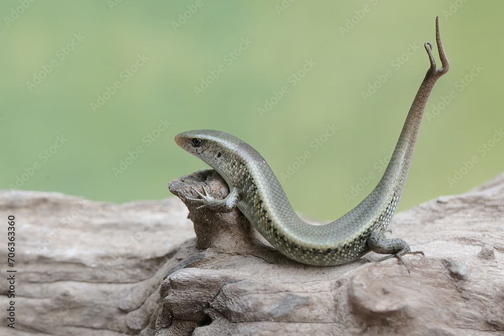 A young sun skink with a forked tail is sunbathing on a dry tree trunk ...