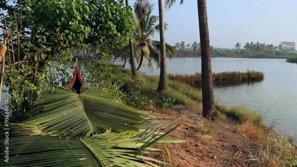 Coconut trees on both sides of a riverbank - a beautiful scenery a ...
