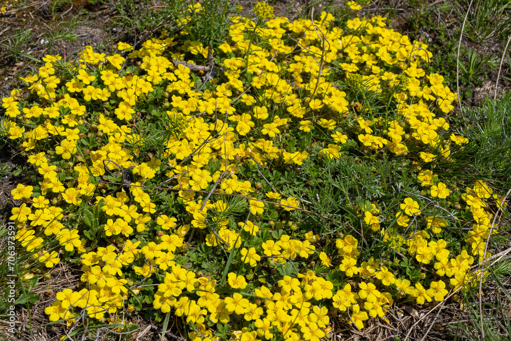 Potentilla neumanniana is a shrub with yellow flowers Stock Photo ...