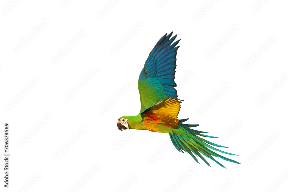 Colorful flying Chestgold Macaw parrot isolated on transparent ...