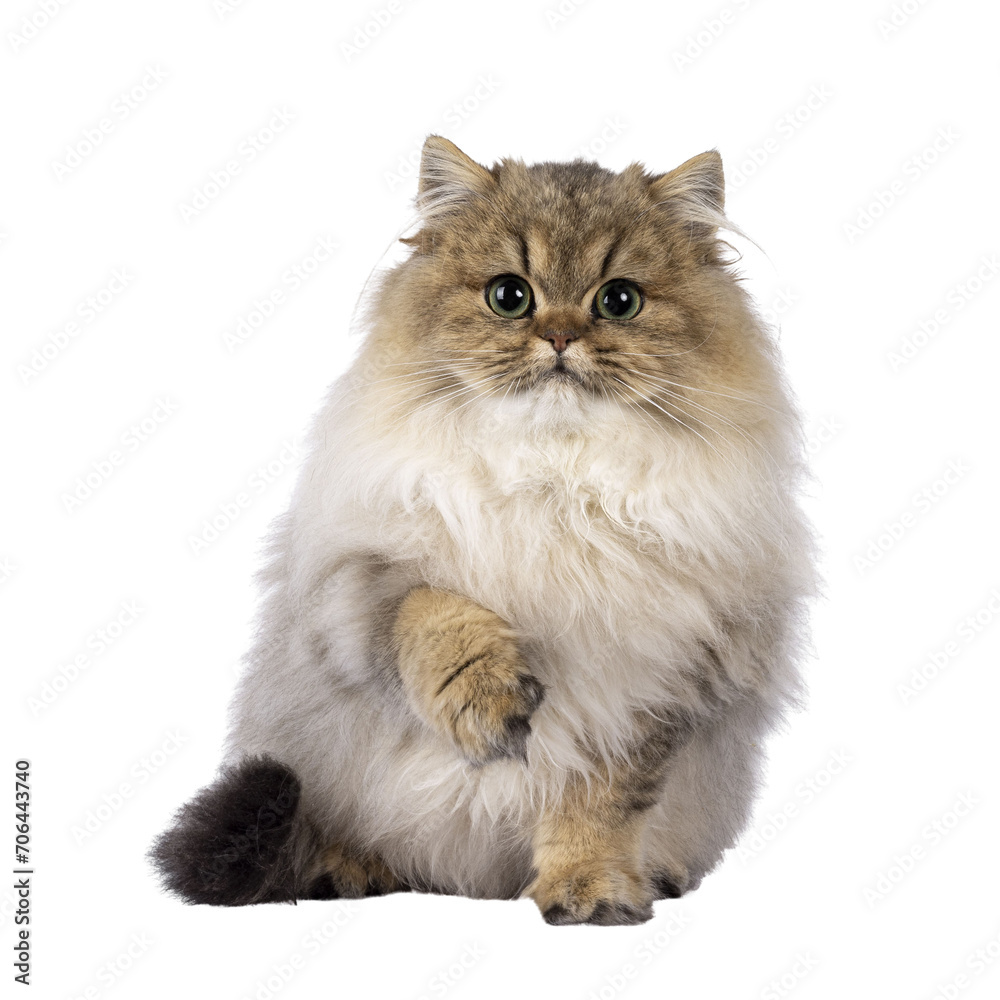 Adorable golden shaded British Longhair cat kitten, sitting up facing ...