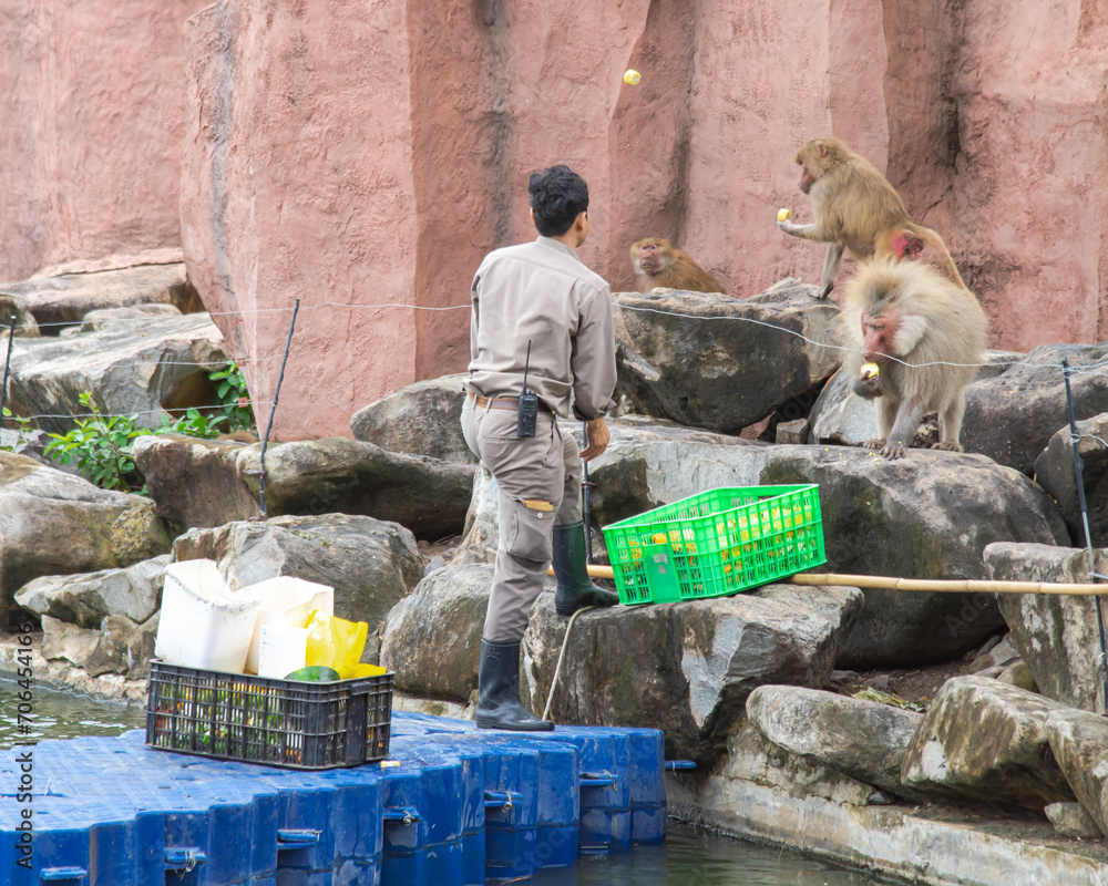 Red faced monkey family eating corns, fresh produces feeding by zoo ...