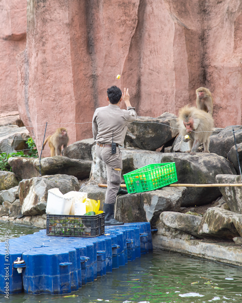 Zoo keeper in uniform, belt radio throwing food to red faced monkey ...
