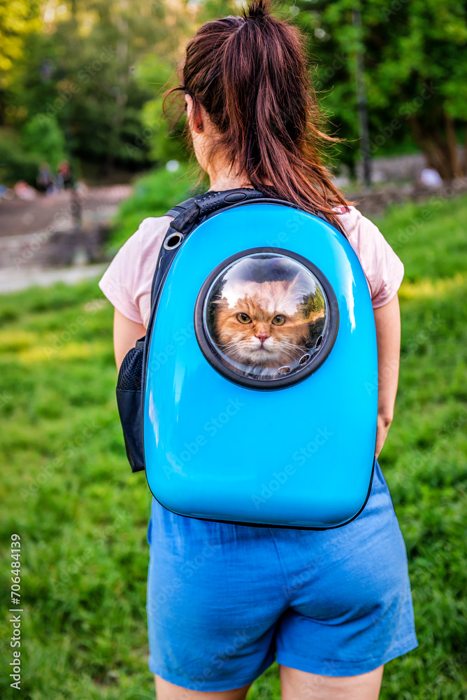 Red ginger cat looking outside from cat backpack with transparent ...