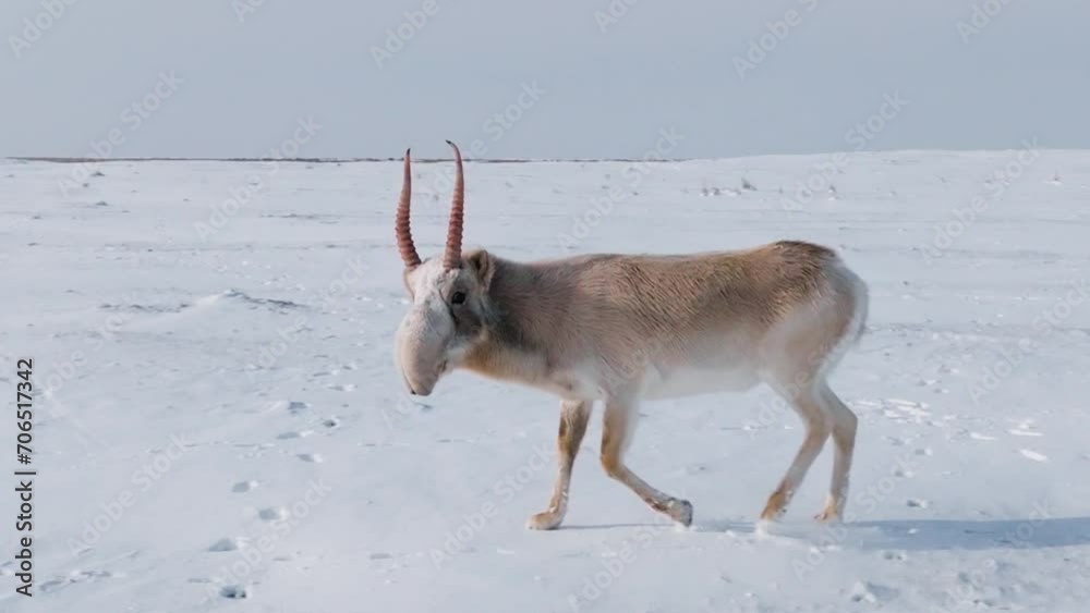 Saiga in winter during the rut. A male of Saiga antelope or Saiga ...