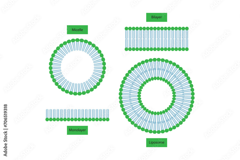 Diagram showing phospholipid structures - Liposome, micelle, monolayer and bilayer - non polar ...