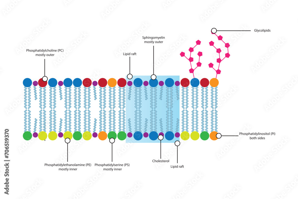 Diagrams showing schematic structure of cytoplasmatic membrane ...