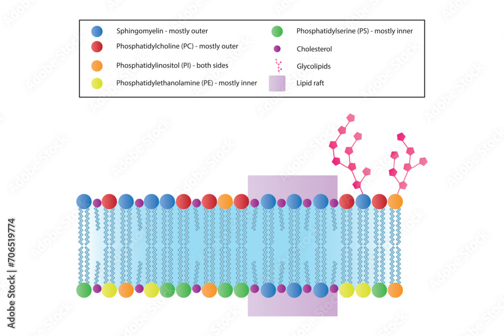 Diagrams showing schematic structure of cytoplasmatic membrane ...