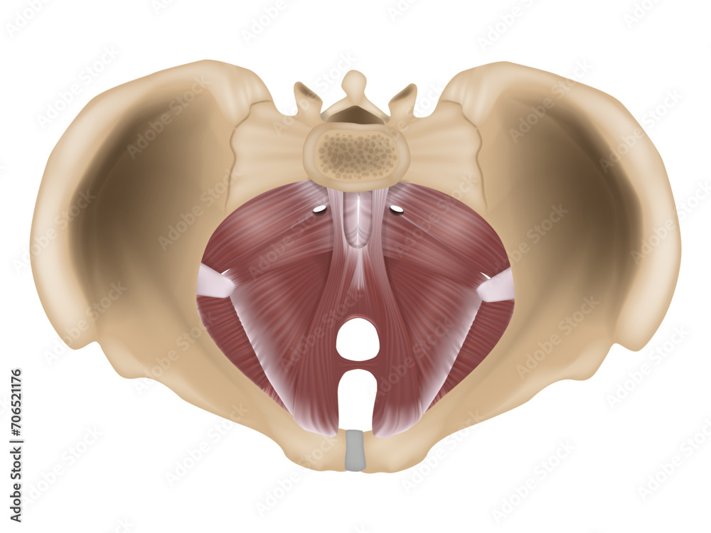 Anatomy of the pelvic floor or pelvic diaphragm. Muscles of the pelvic ...