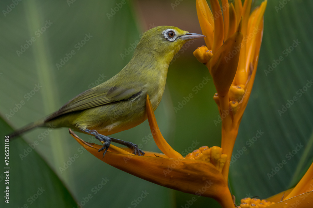 The Javan white-eye (Zosterops flavus) is a bird species in the family ...