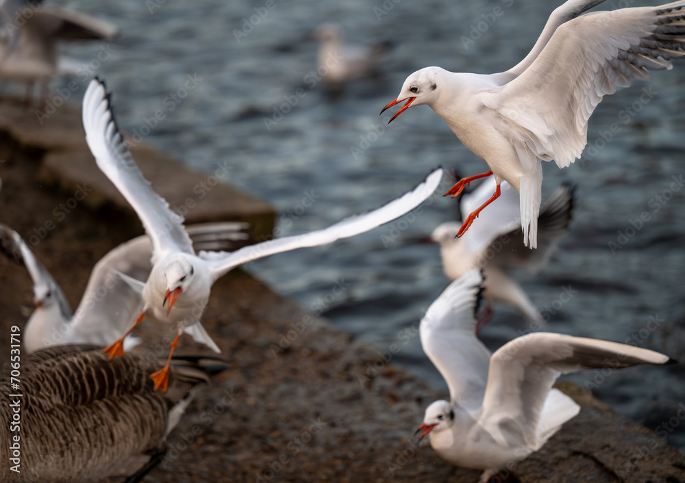 Black-headed gulls in winter plumage. Gulls in flight with lake behind ...