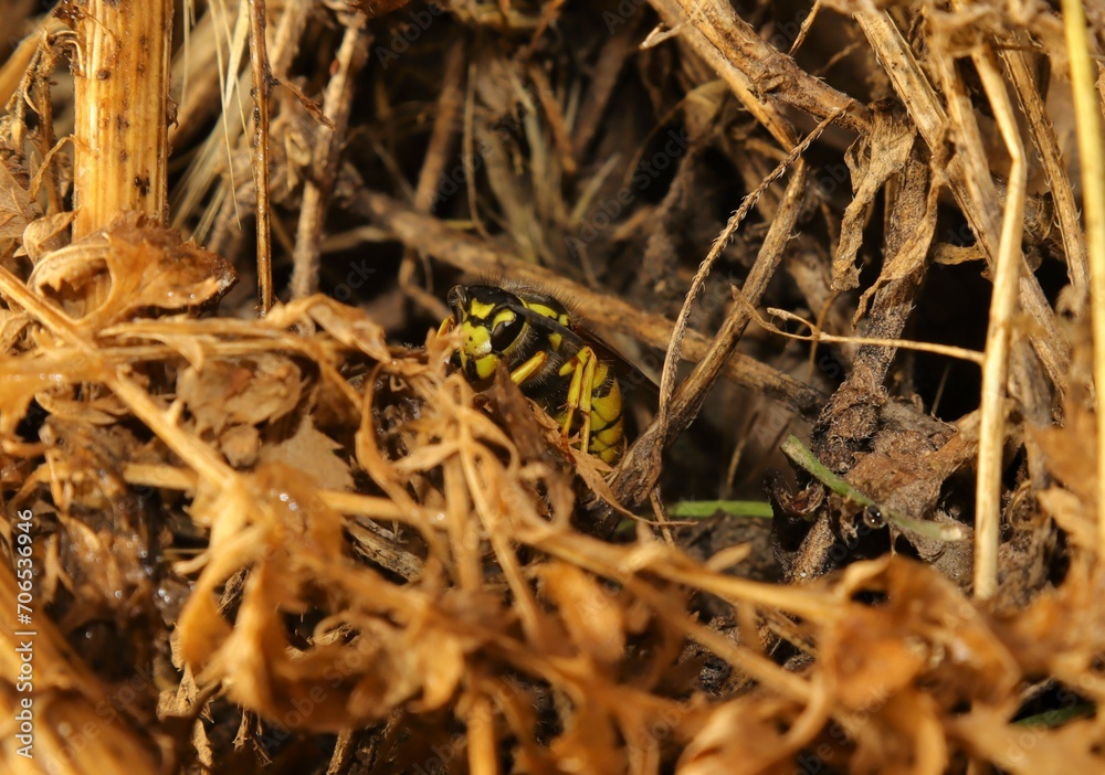 When spring approaches and the snow begins to melt, the queen wasp ...