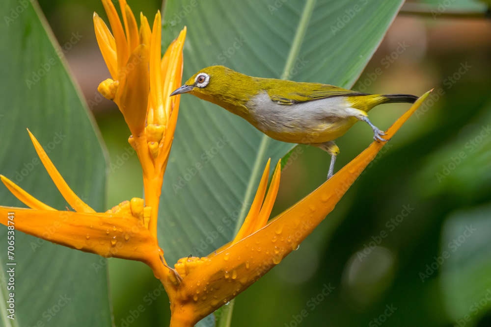 The Javan white-eye (Zosterops flavus) is a bird species in the family ...
